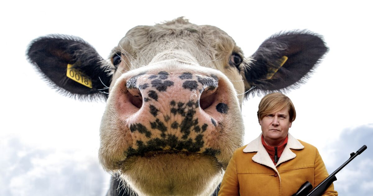 Cows and cowards | Rachel Stewart | The Platform